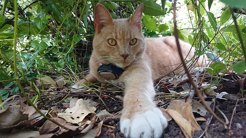 Geigy in nest – Captain Pigheart